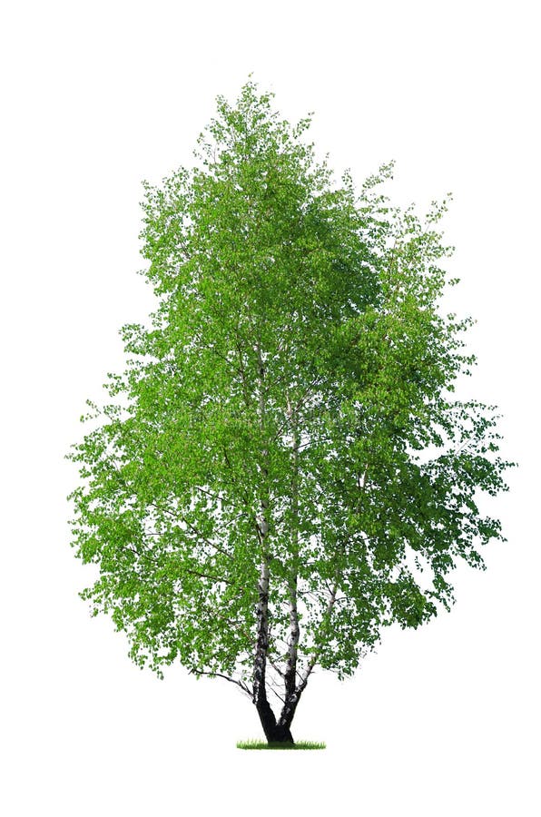 Young birch tree on white stock photo. Image of single - 182638140
