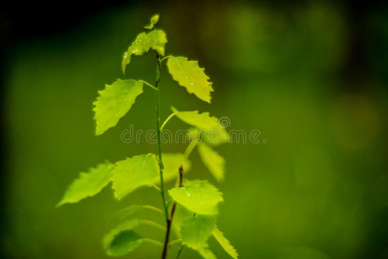Young birch tree stock photo. Image of foliage, green - 149217406