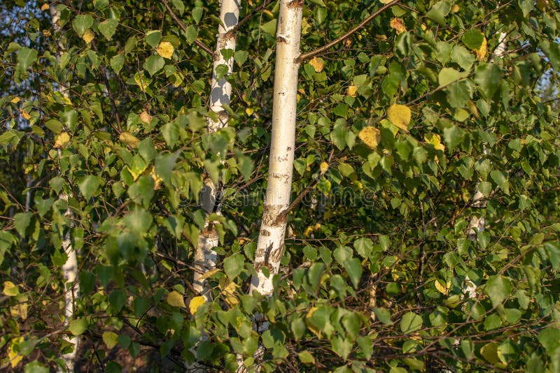 Young Birch Trees in the Evening Stock Image - Image of autumn, plant ...