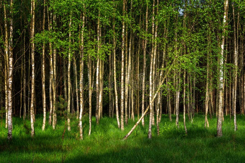 Young Birch Trees in Spring Sunlight Stock Image - Image of grow ...