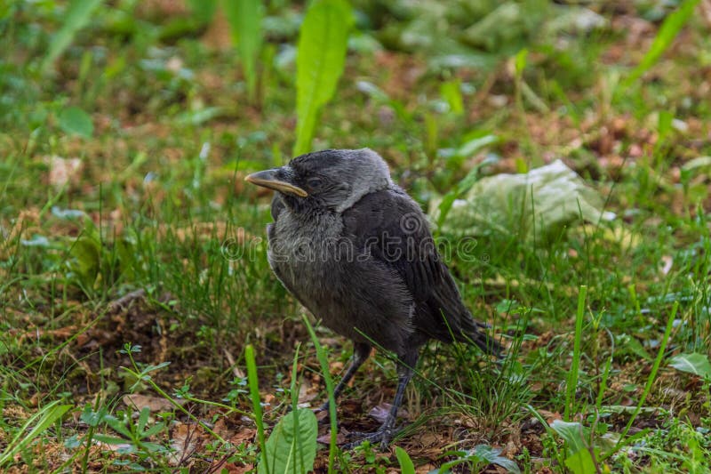 Young Bird Child, Crow Child, Confused Walking on the Grass Stock Photo ...