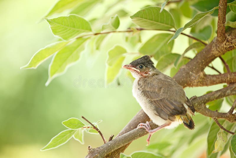 Young Bird in First Day Fly Learning Stock Image - Image of care, baby ...