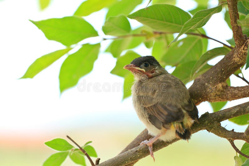 Young Bird in First Day Fly Learning Stock Image - Image of natural ...