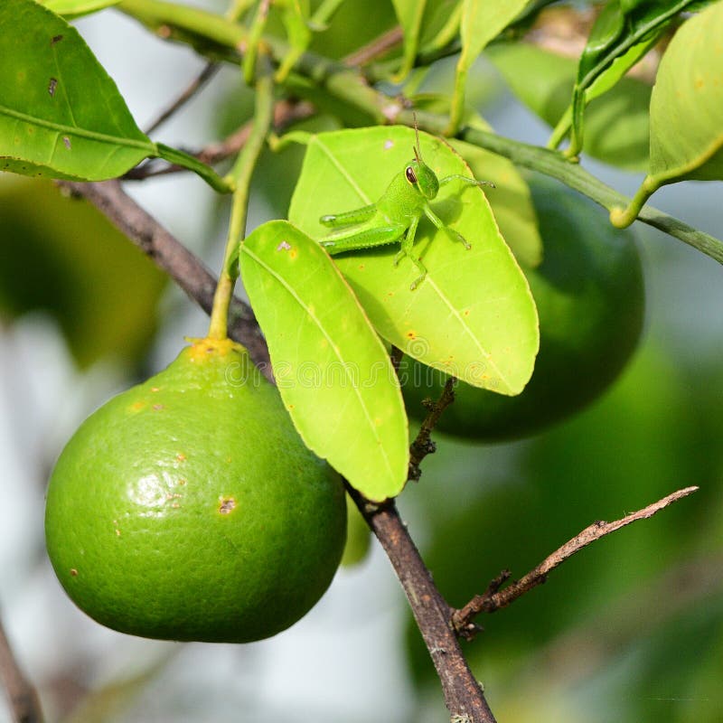 Young Bird Grasshopper on Lime Tree Stock Photo - Image of green ...
