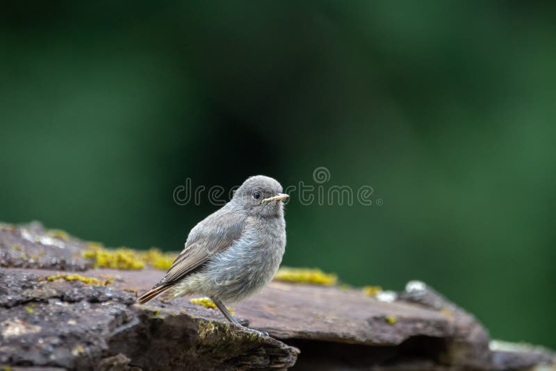Young Bird Redstart on a Stone Stock Photo - Image of wildlife ...