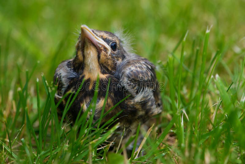 Young bird stock photo. Image of grass, spring, bird - 81168776