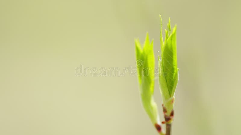 Young Bird Tree Bud in Spring. Young Green Leaf in the Spring or in the ...