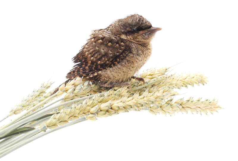 Young bird on wheat. stock image. Image of bread, cereal - 55697011