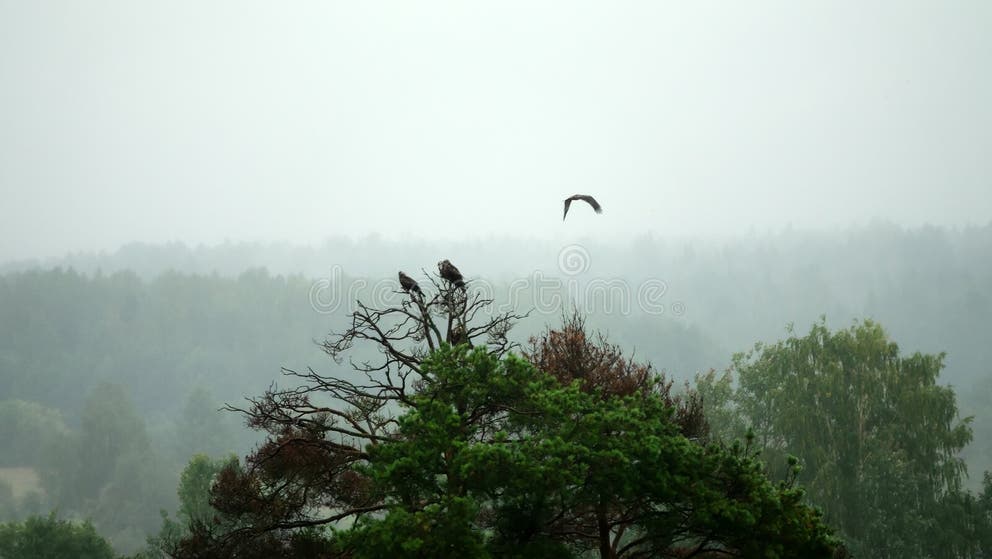 106 Young Birds Leaving Nest Stock Photos - Free & Royalty-Free Stock ... 106 Young Birds Leaving Nest Stock Photos - Free & Royalty-Free Stock ...