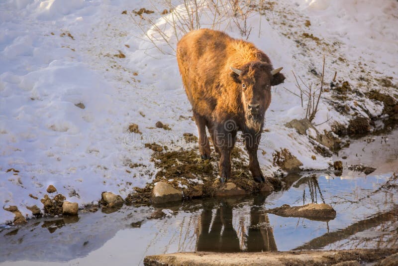Bison Drinking Water from Yellowstone River Stock Photo - Image of ...