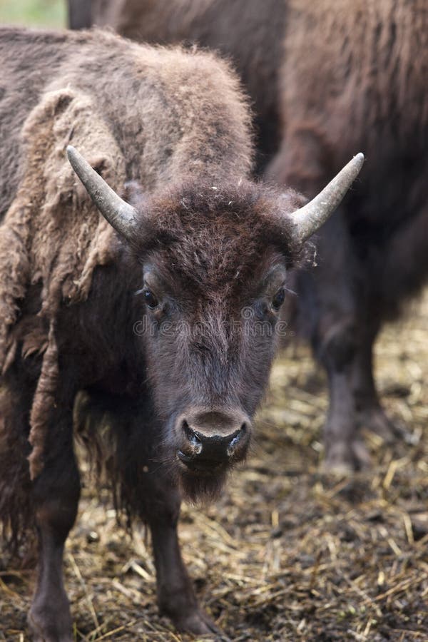 Young Bison with Small Horns. Stock Image - Image of horns, bison: 33973675