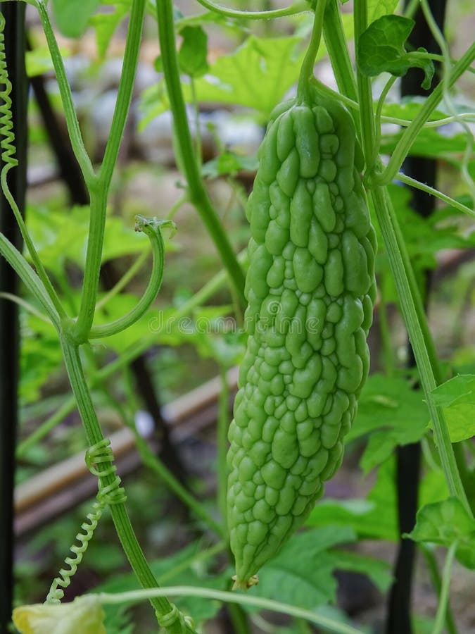 Young Bitter Melon on the Tree Stock Image - Image of produce ...