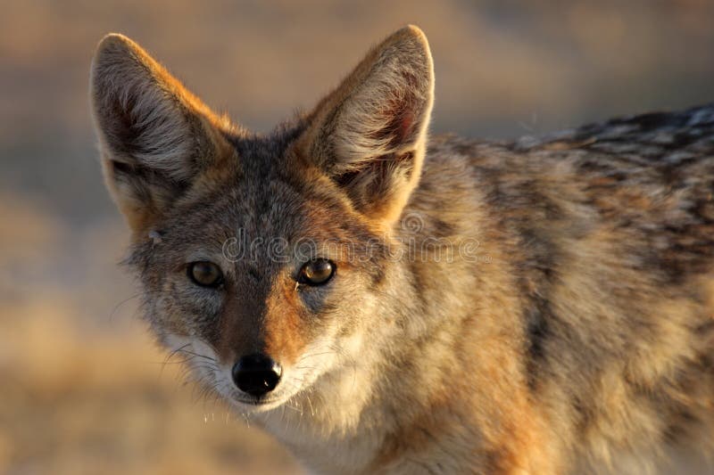 Howling Jackal stock image. Image of predator, teeth, carnivore - 604213