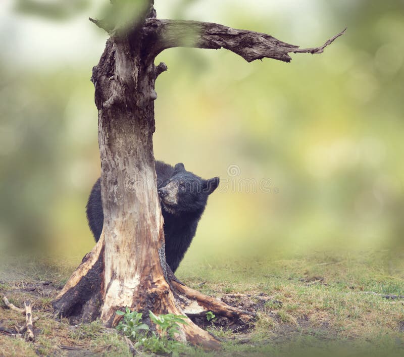 Young black bear sitting stock image. Image of animal - 125351781