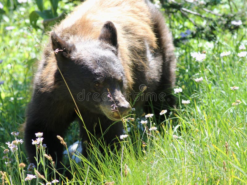 Young Black Bear in a Field Stock Image - Image of wildlife, americanus ...