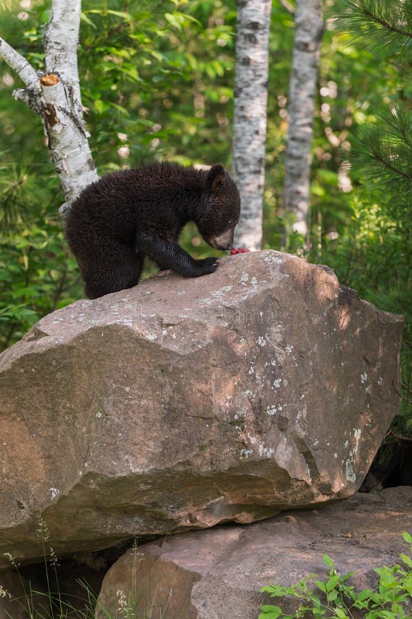 Young Black Bear Ursus Americanus Sniffs at Berries Stock Image - Image ...
