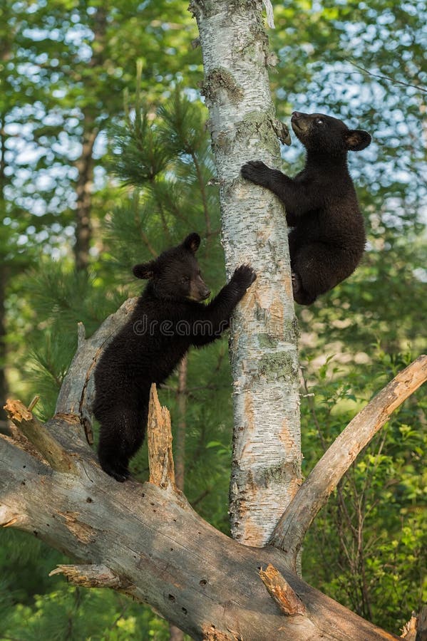 Young Black Bears (Ursus Americanus) Climb Up Tree Stock Image - Image ...