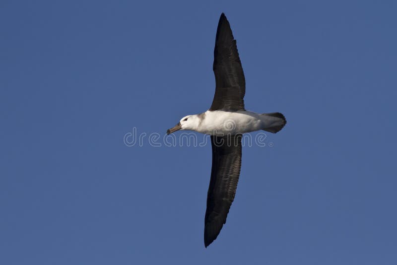 Young Black-browed Albatross Flying Over The Blue Waters Stock Photo ...