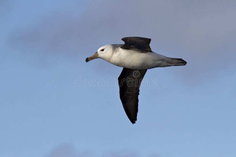 Young Black-browed Albatross Hovering Over the Waters of the Atlantic ...