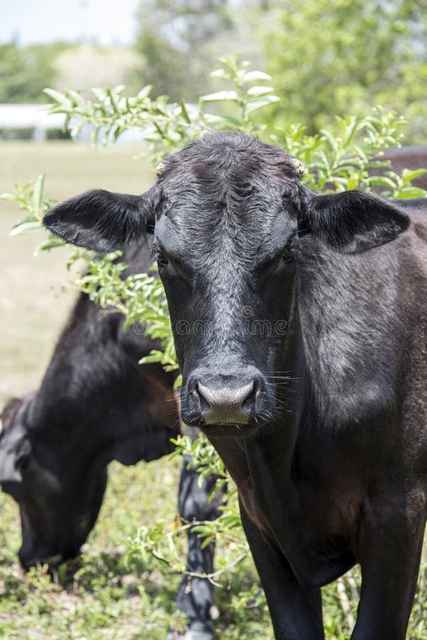 Young Black Bull stock image. Image of calf, field, beef - 40779569