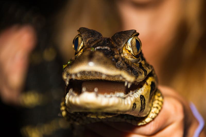 Young black caiman stock photo. Image of hand, crocodilus - 82920412
