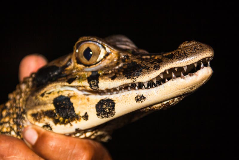 Young black caiman stock image. Image of limoncocha, river - 82920691