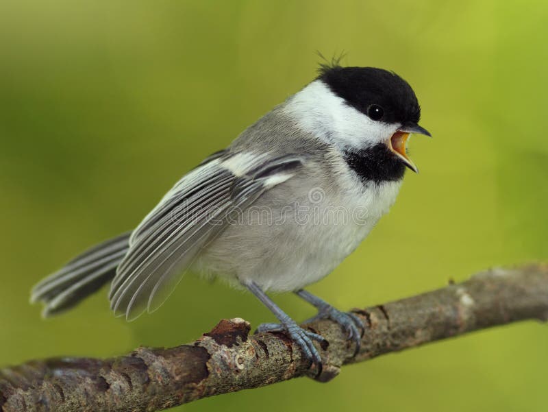 Young Black-capped Chickadee Begging for Food Stock Image - Image of ...