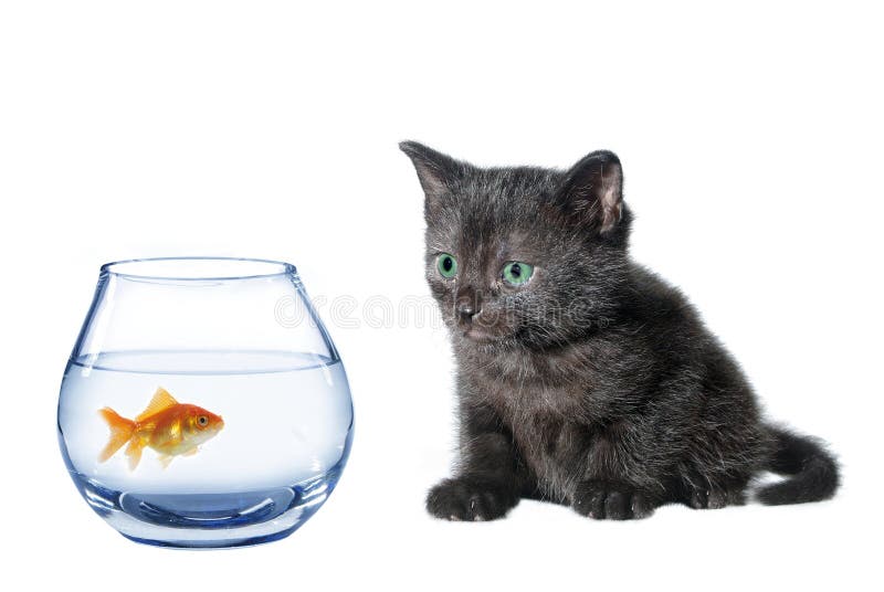 Young black cat and fish stock image. Image of kitten - 15977131
