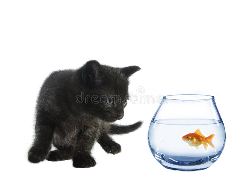 Funny Cat Trying to Catch stock photo. Image of peaceful - 2504628