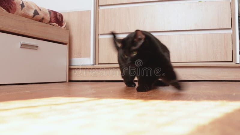 Young Black Cat Playing with Laser Pointer on the Floor Stock Video ...