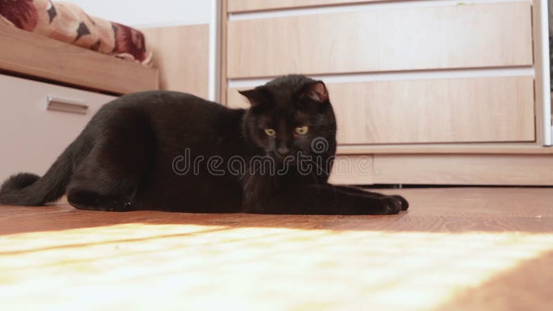 Young Black Cat Playing with Laser Pointer on the Floor Stock Video ...