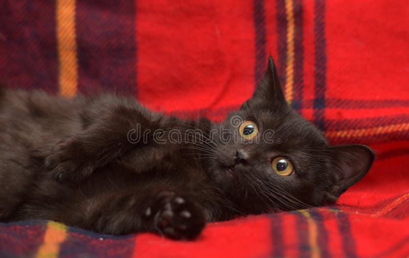 Checkered Cat Stock Photos - Download 467 Royalty Free Photos