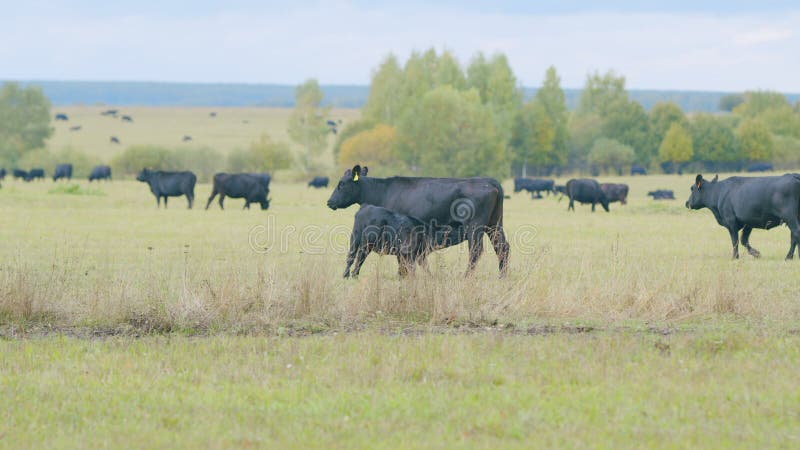Powerful Angus Bull Walking in Winter Pasture Stock Image - Image of ...