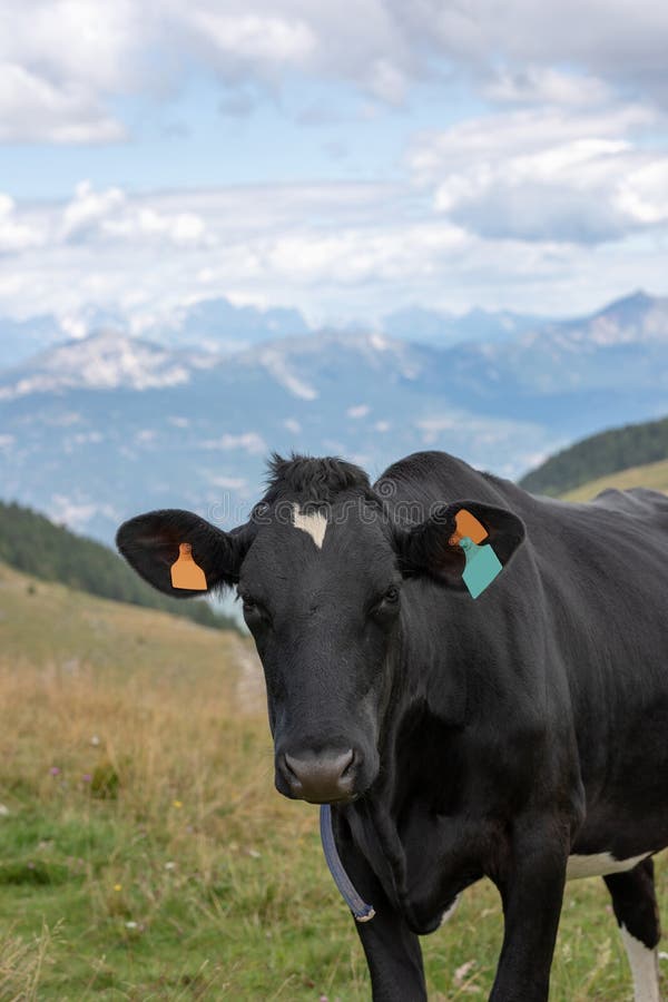 Young Black Cow Posing in the Meadows Stock Image - Image of ...