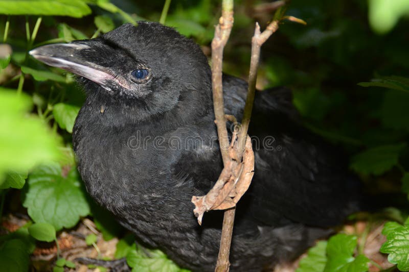 A Young Black Crow in the Bush. Closeup Eye and Head Stock Photo ...