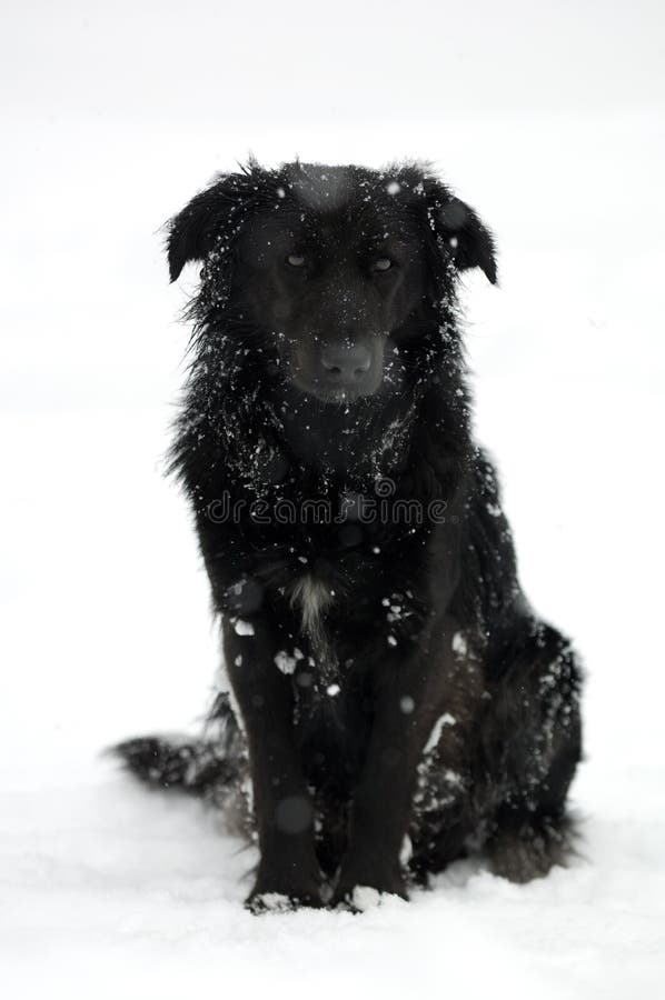 Young Black Dog Sitting in the Snow in Winter Stock Photo - Image of ...