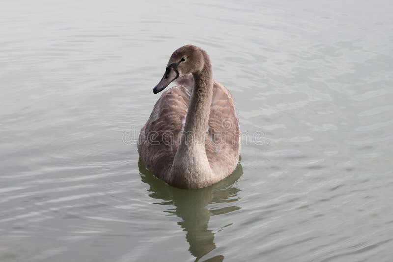 Young black female cygnus stock image. Image of water - 259721181