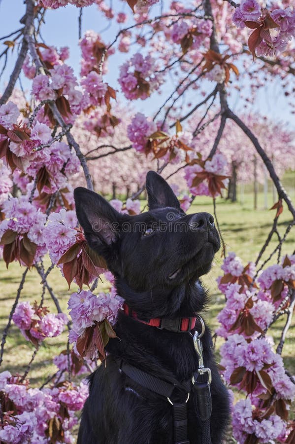 Young German Shepherd Under an Almond Tree Stock Photo - Image of ...