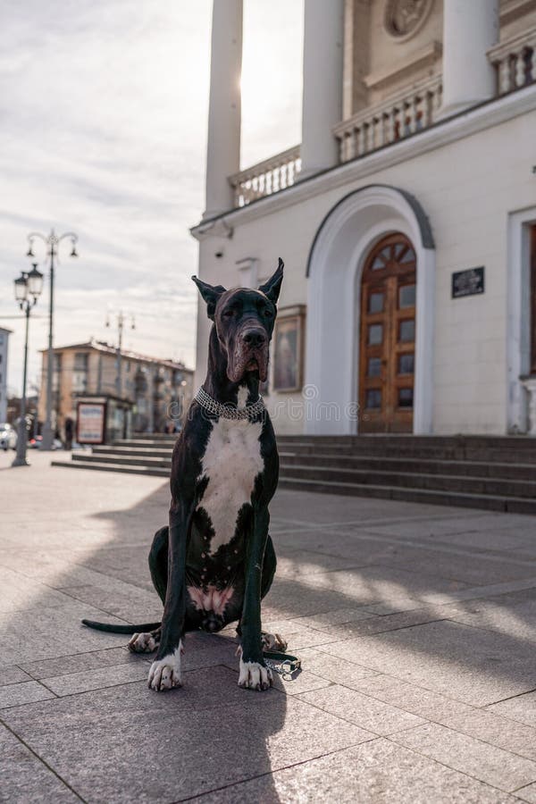 Young Black Great Dane Poses in the City Stock Photo - Image of therapy ...