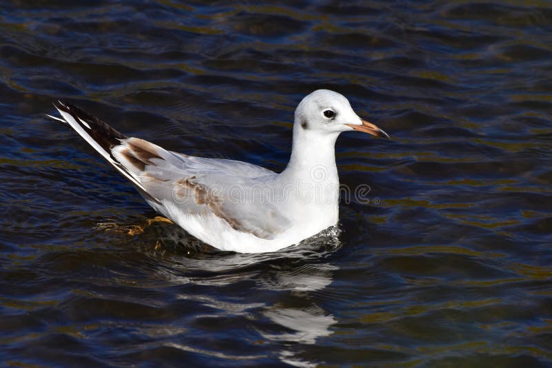 Young black headed gull stock image. Image of black, fishing - 77618657