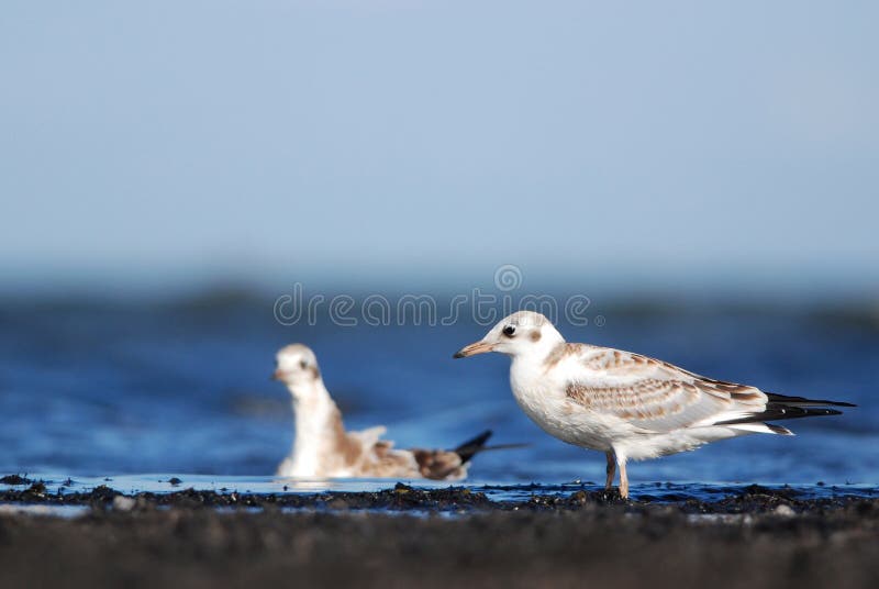 Black-headed gull stock image. Image of offspring, juvenile - 41000981