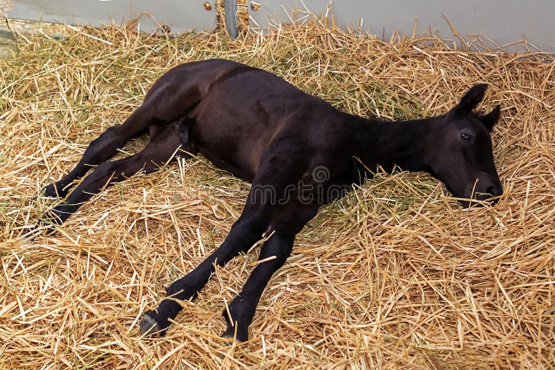 Young black horse on hay stock photo. Image of rural - 278084248