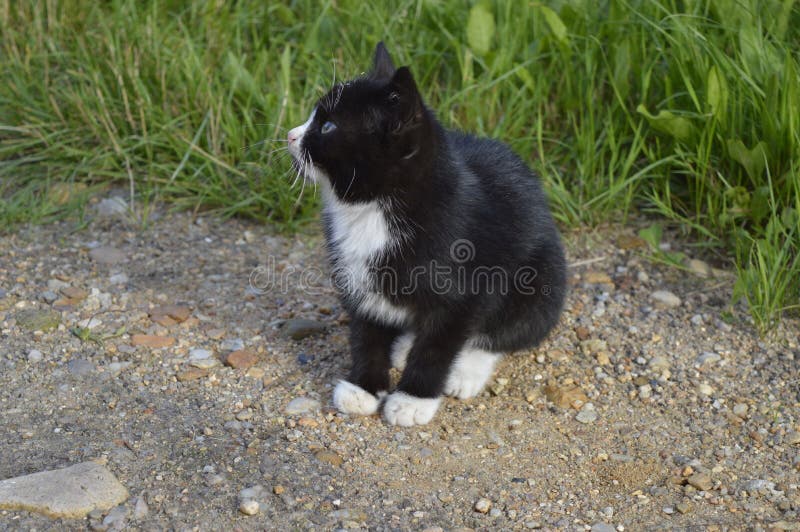 Black cat stock image. Image of resting, young, lazy - 100292713