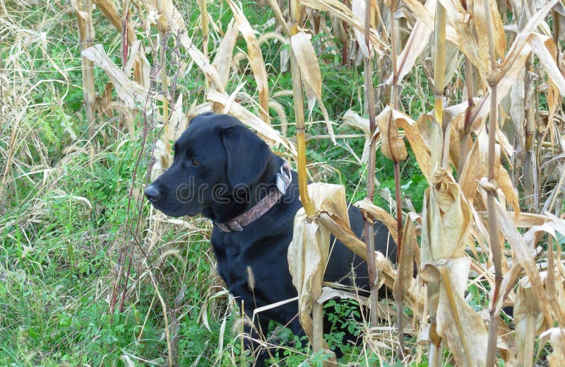 Young Black Lab in a Corn Row. Stock Image - Image of hunt, young ...