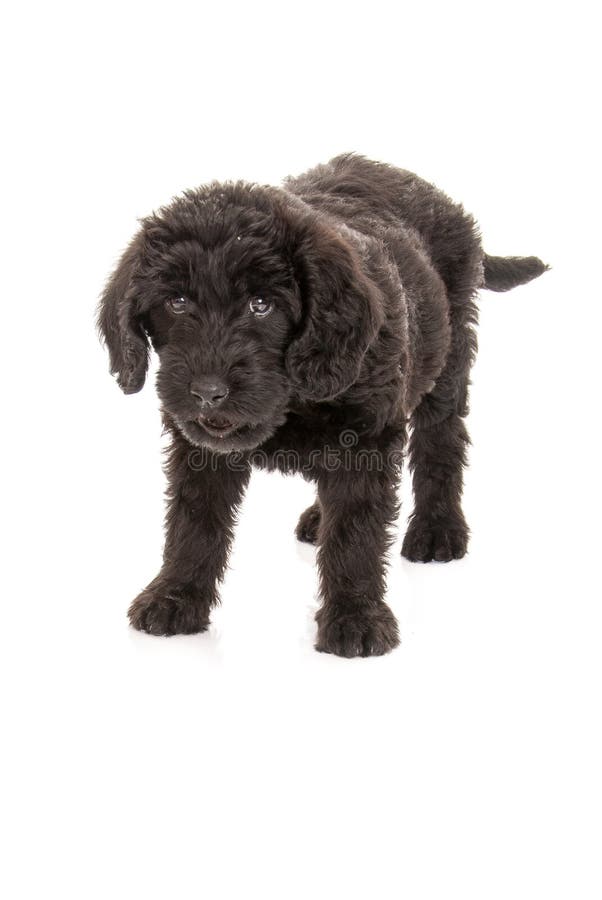 Black Labradoodle Puppy Dog Stock Photo - Image of white, puppy: 64291120