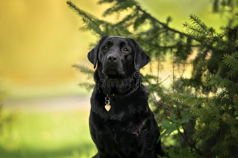 Young Black Labrador Dog Portrait Outdoors in Summer Stock Photo ...