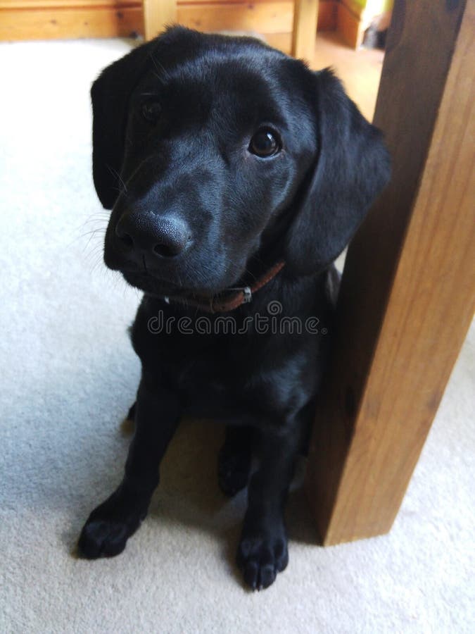 Young Black Labrador Pup 17 Weeks Stock Photo - Image of puppy ...