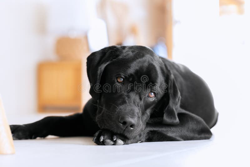Young Black Labrador is Resting on the White Cool Floor in a ...