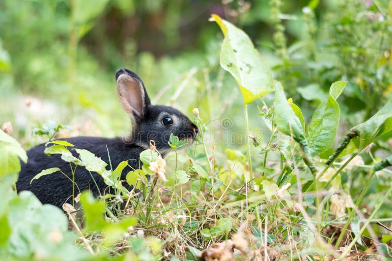 Young Black Rabbit Eating a Flower Stock Image - Image of hare ...