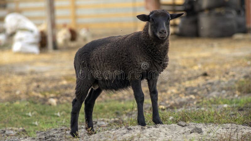 Young Black Ram on the Farm. Looks into the Camera Stock Image - Image ...